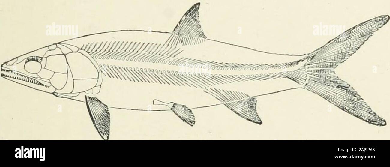 Pachycormidae hi-res stock photography and images - Alamy