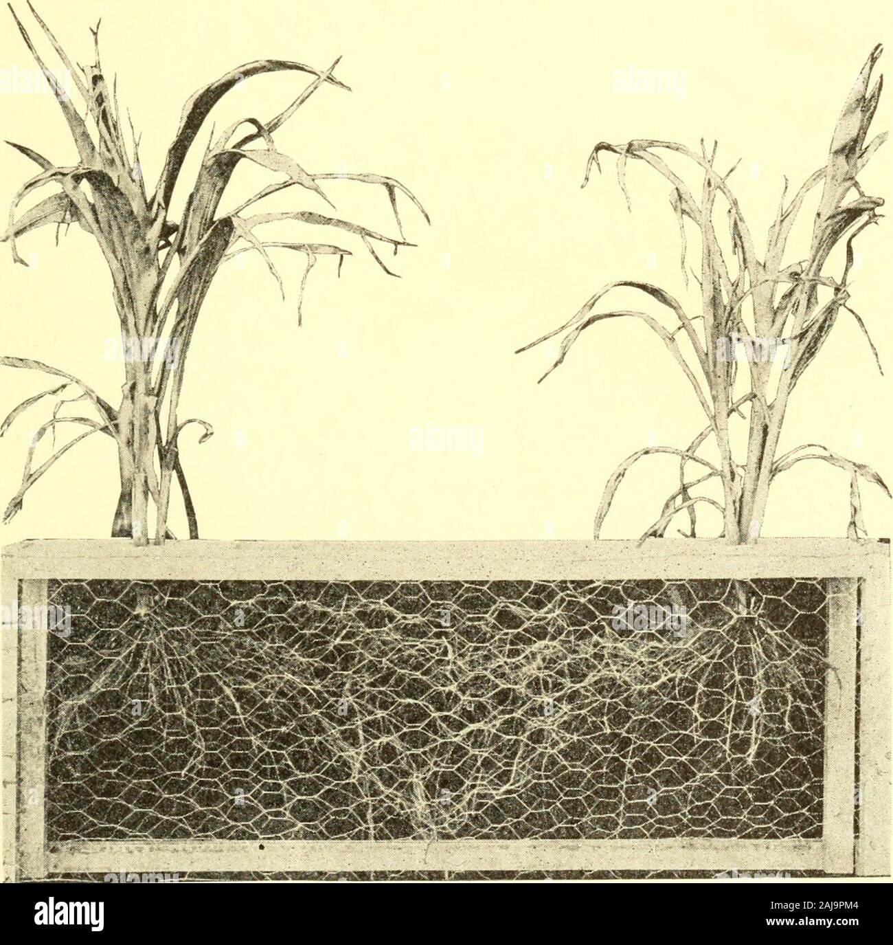 Kafir corn hi-res stock photography and images - Alamy