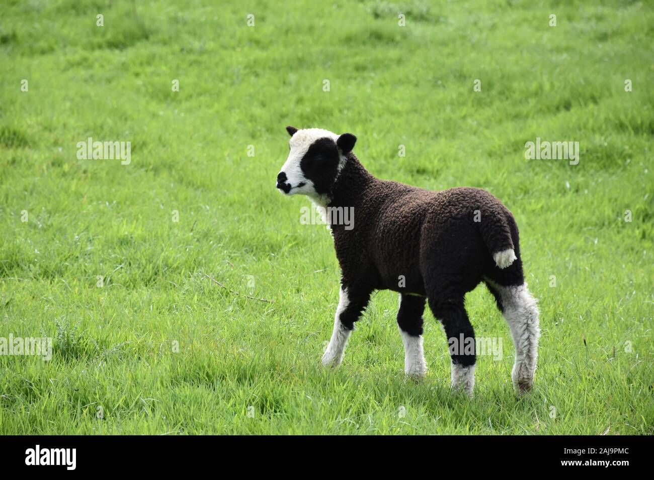 Adorable wooly black and white lamb standing in a field Stock Photo - Alamy