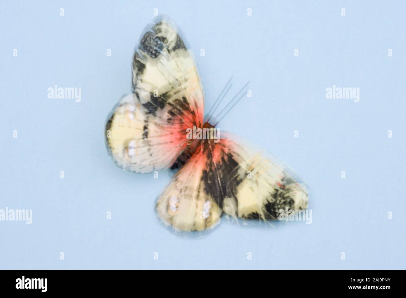 Butterfly flying motion hi-res stock photography and images - Alamy