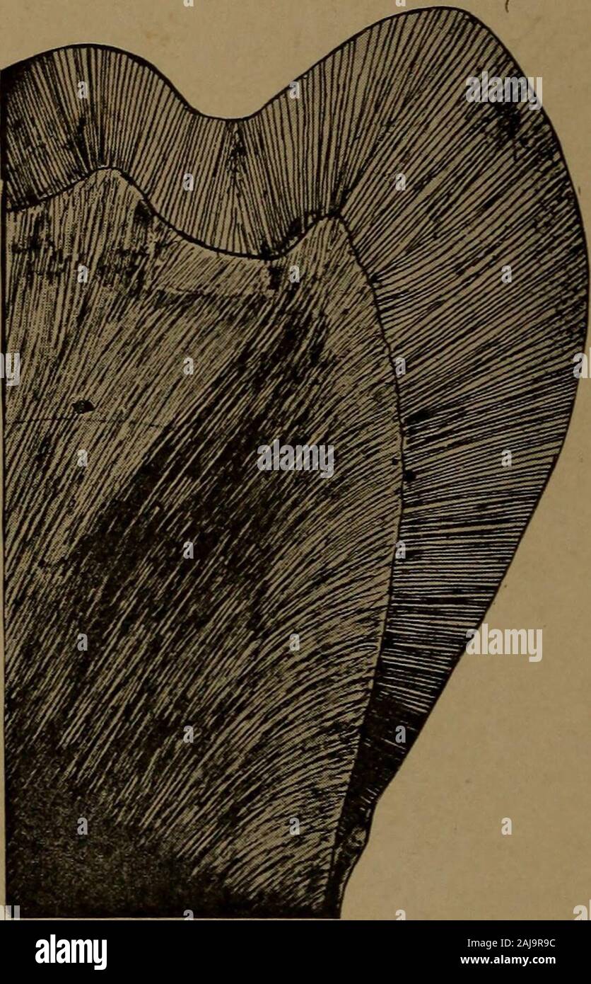 A text-book of dental histology and embryology, including laboratory ...