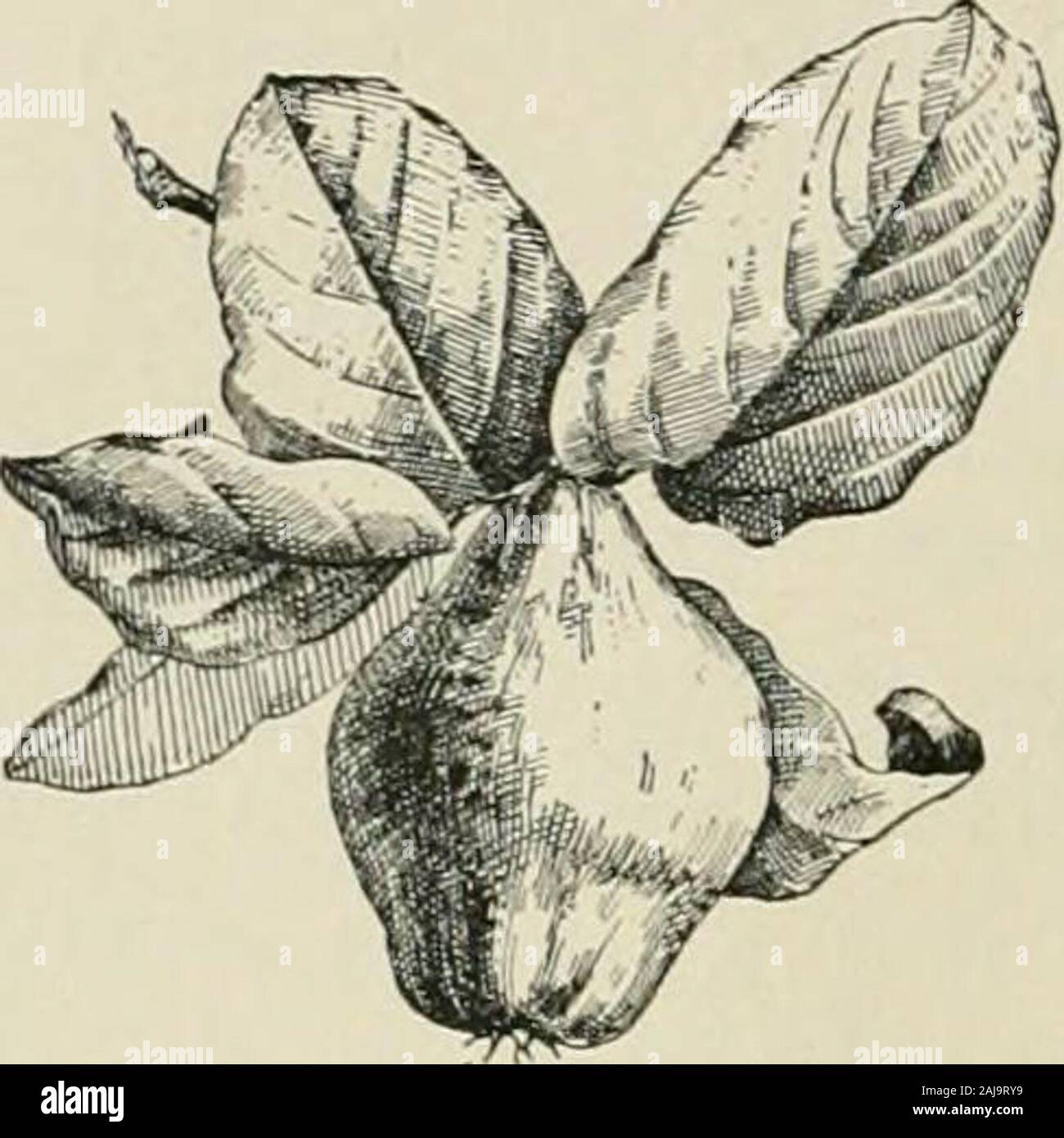 Quinary system hi-res stock photography and images - Alamy