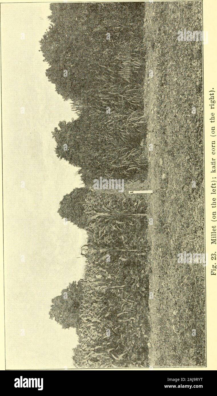 Kafir corn hi-res stock photography and images - Alamy