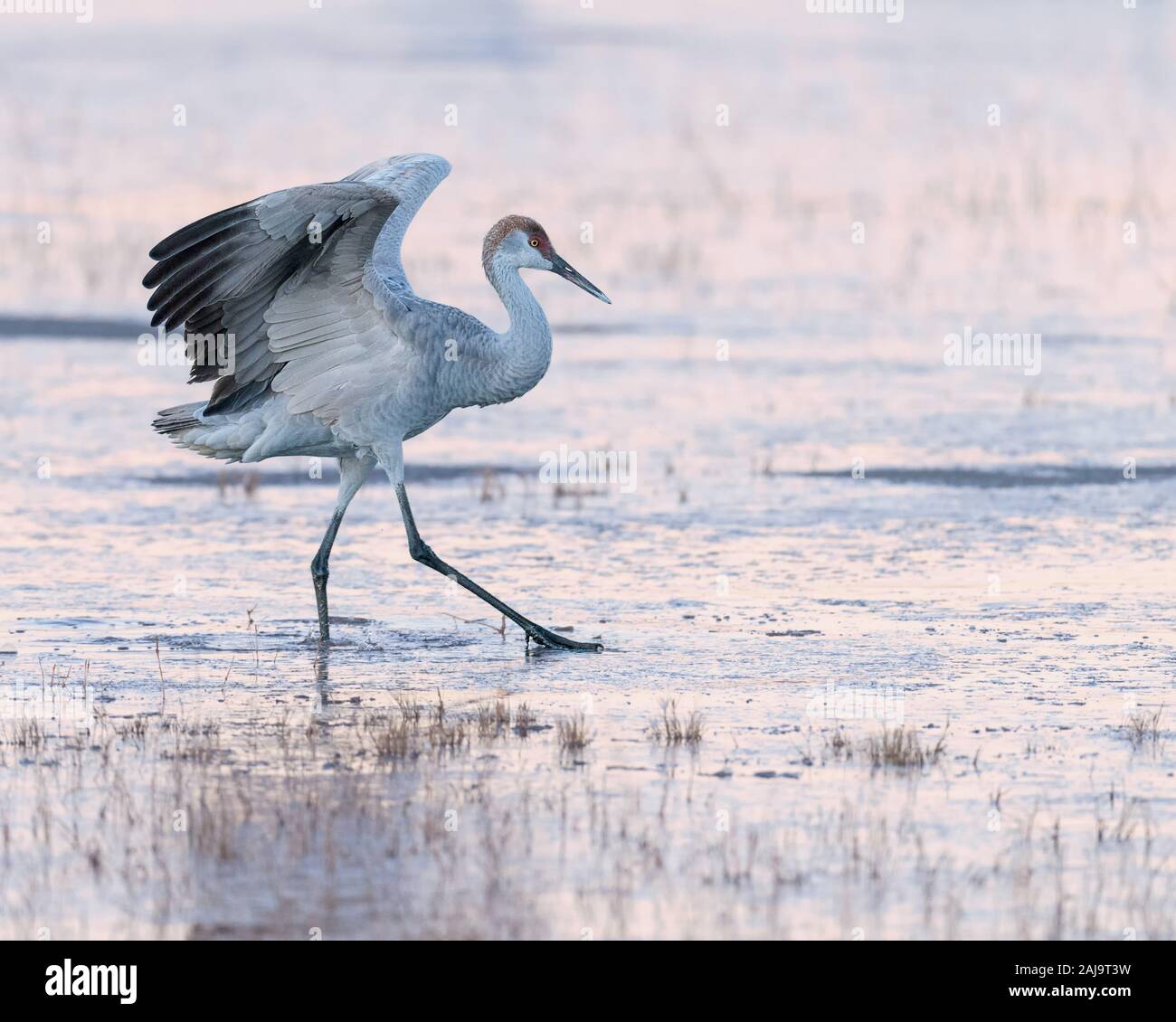 Crane in marsh hi-res stock photography and images - Alamy