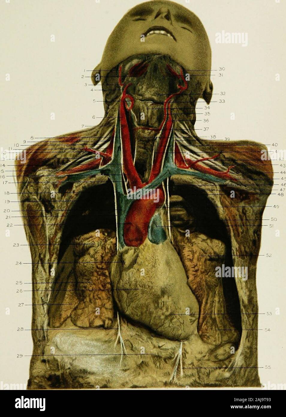 Left internal jugular hi-res stock photography and images - Alamy