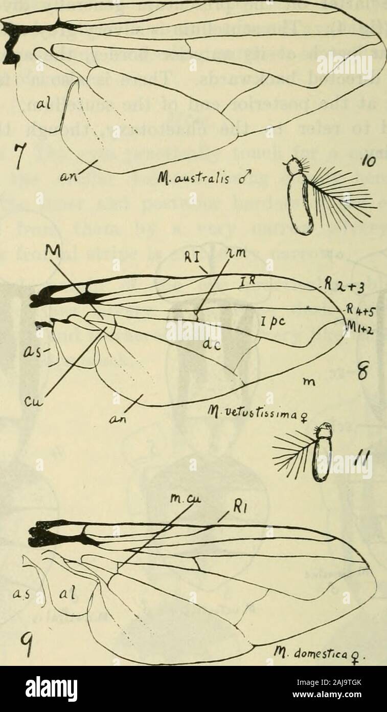 Proceedings of the Royal Society of Queensland . Wings. The wings are ...