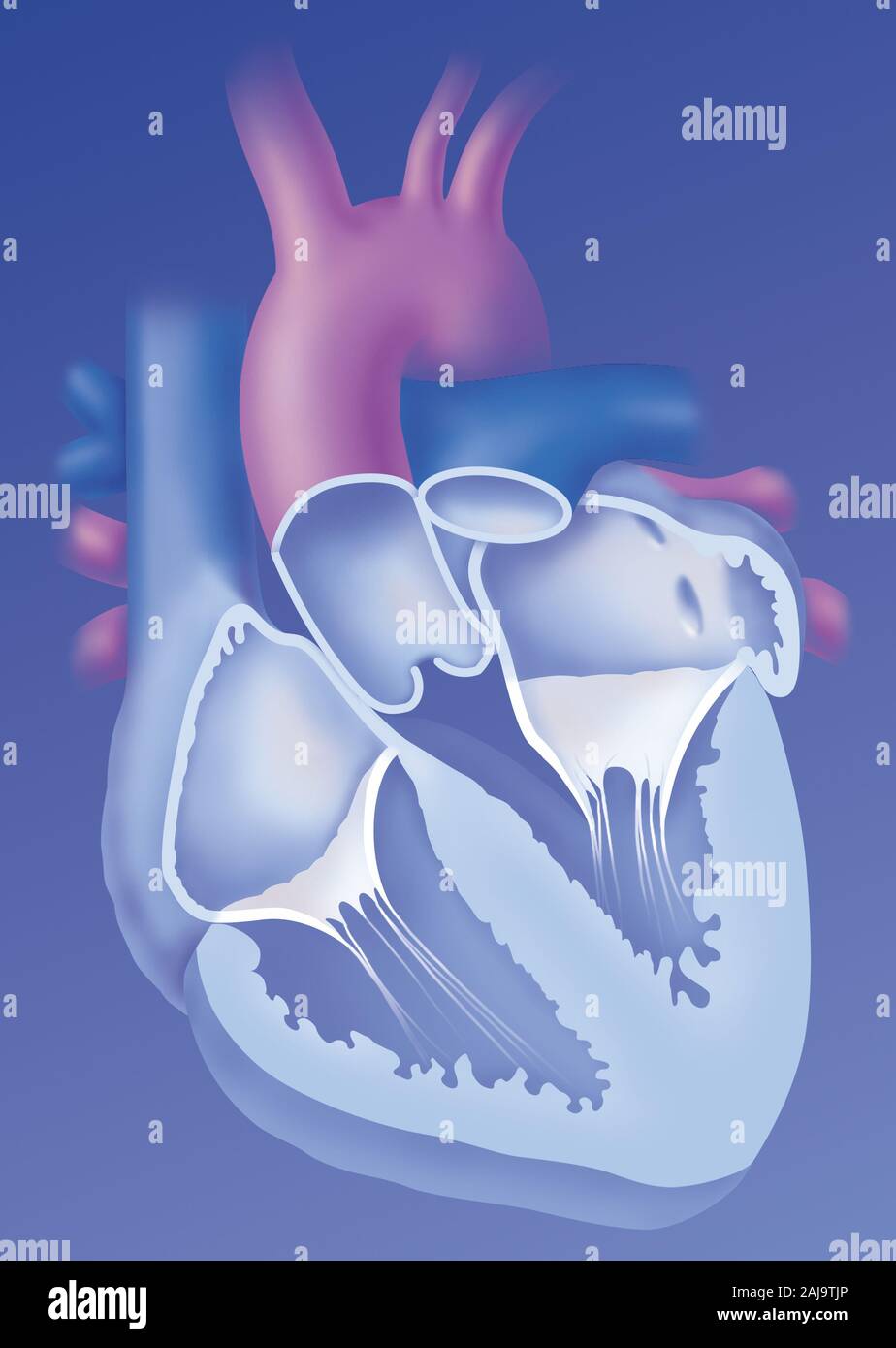 Atrioventricular valve hi-res stock photography and images - Alamy