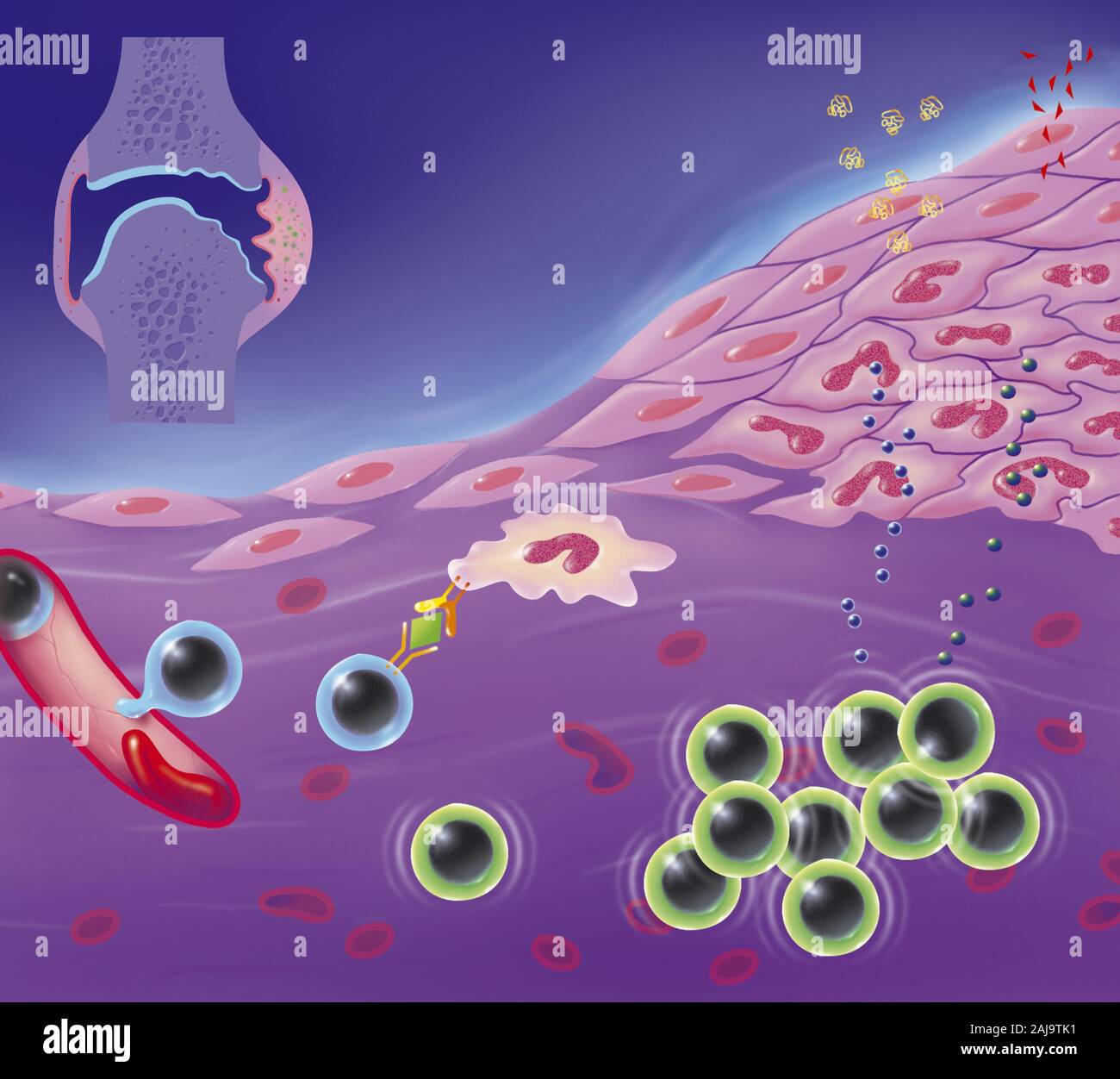 Synovial fluid flow hi-res stock photography and images - Alamy