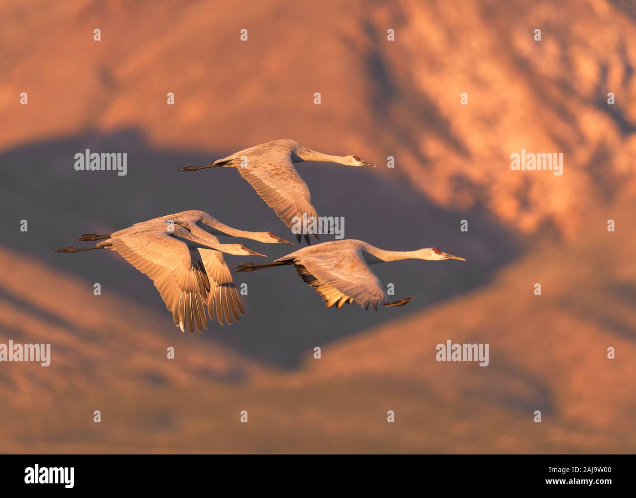 Four sandhill cranes flying in formation in shadow of mountain at the ...