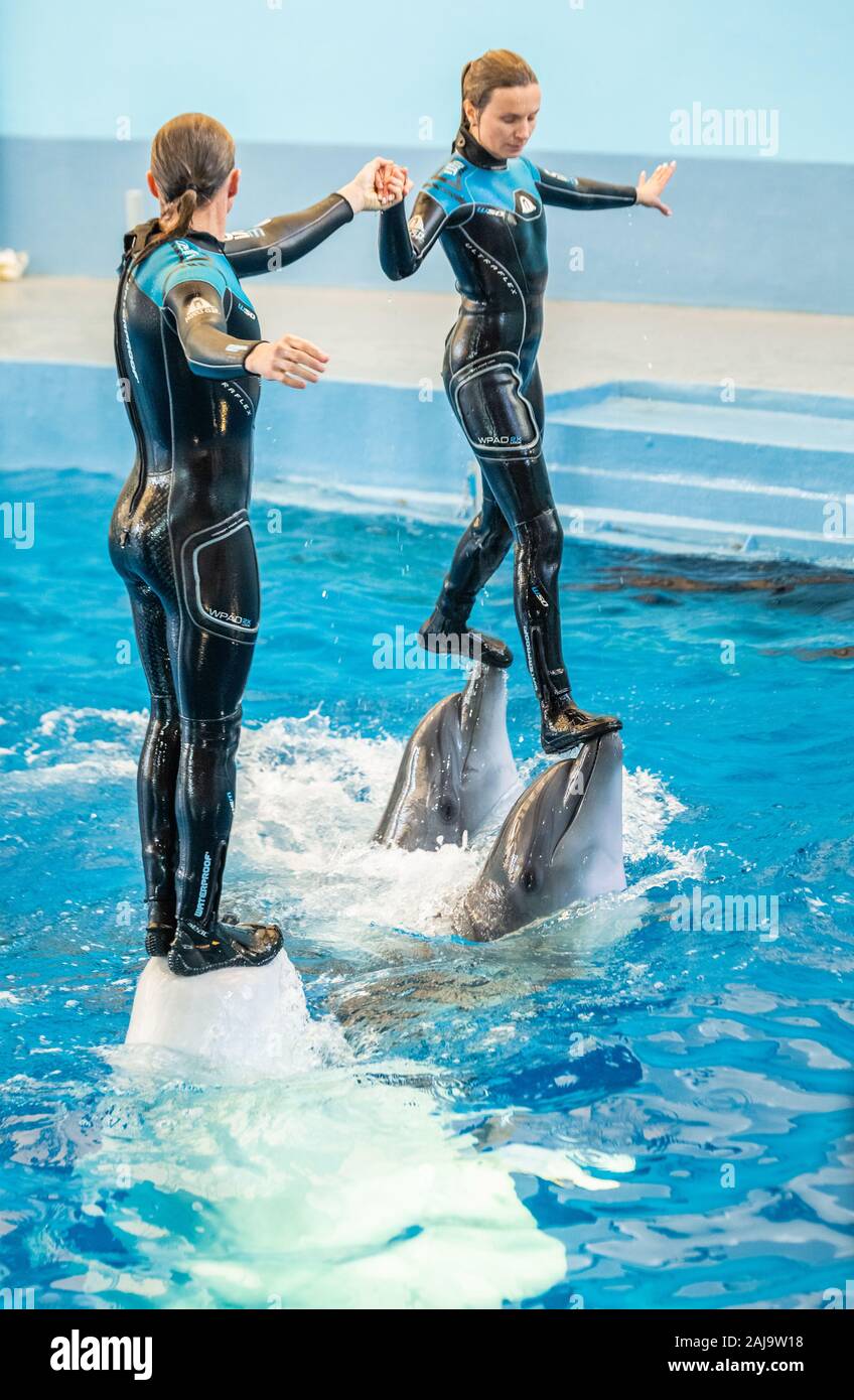 Sochi, Russia - APRIL 28 2019: Trainer in the wet suit and dolphins at ...