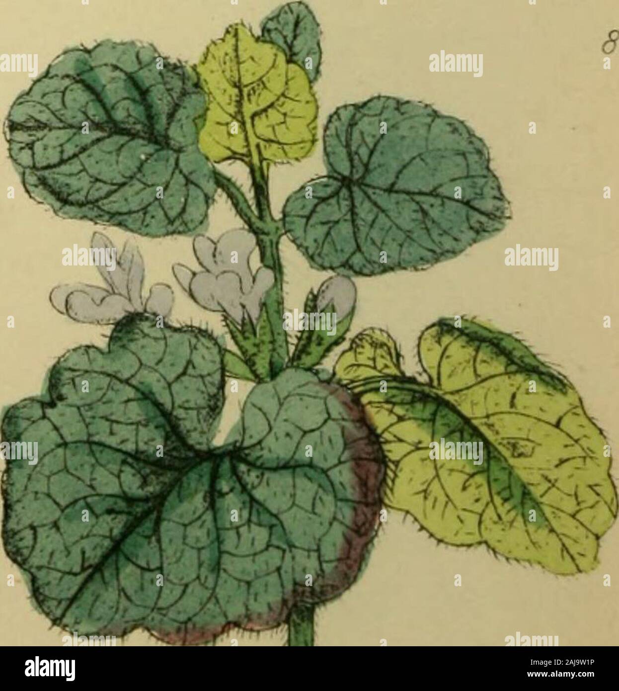 Growing in a cleft hi-res stock photography and images - Alamy