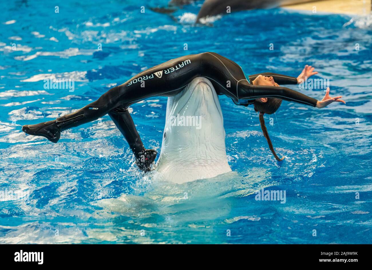 Sochi, Russia - APRIL 28 2019: Trainer in the wet suit and dolphins at ...