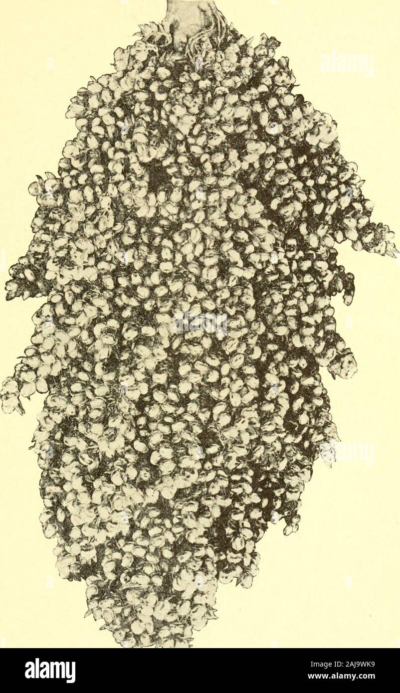 Kafir corn hi-res stock photography and images - Alamy