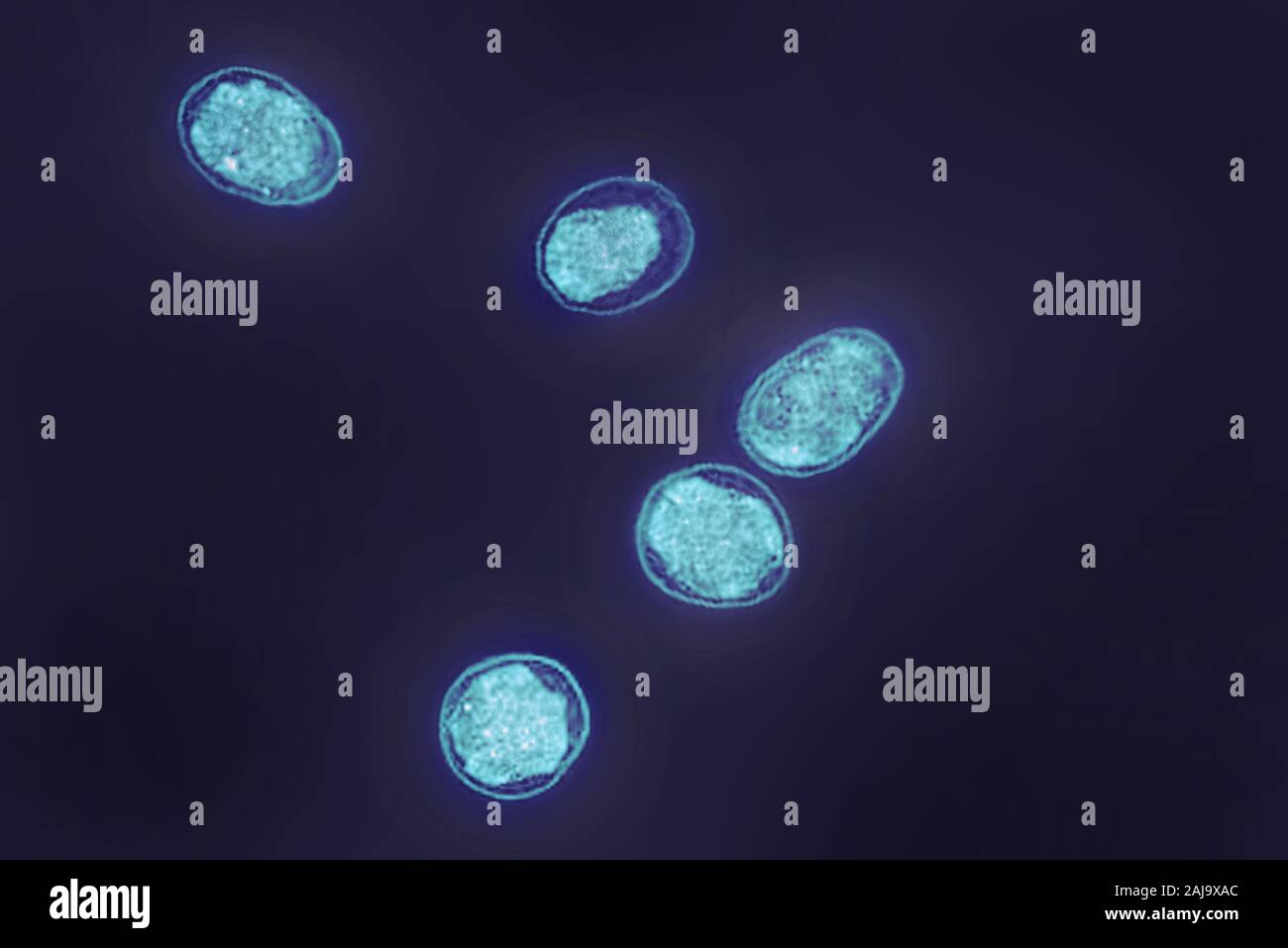 Coccus coccobacillus bacteria hi-res stock photography and images - Alamy