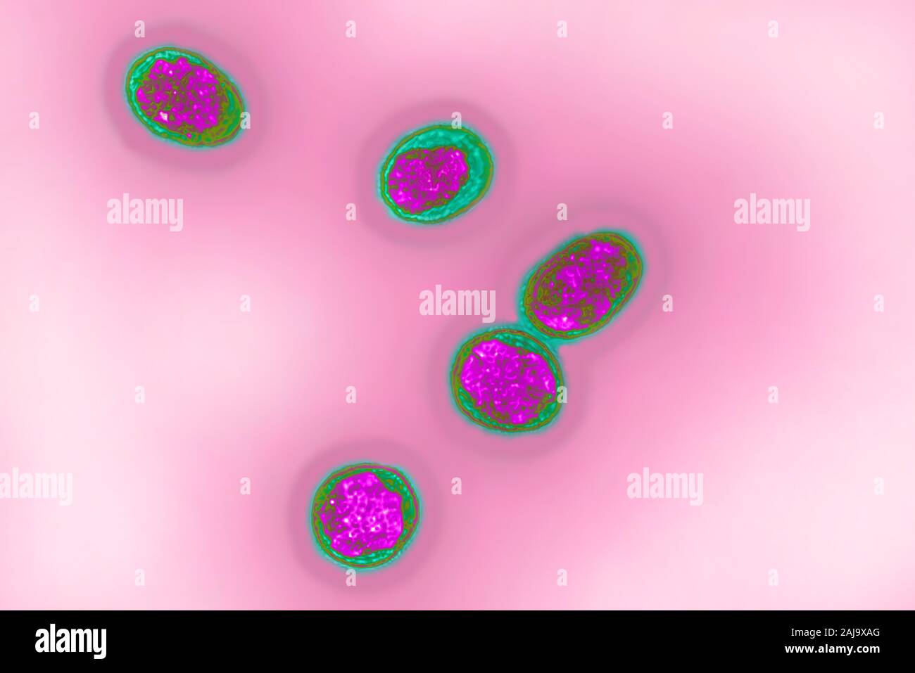 Coccobacillus hi-res stock photography and images - Alamy