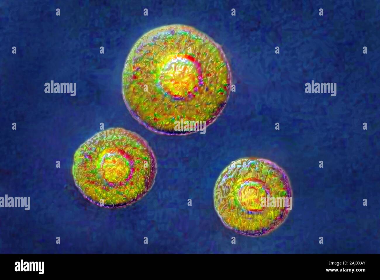 Mycoplasma micrograph hi-res stock photography and images - Alamy