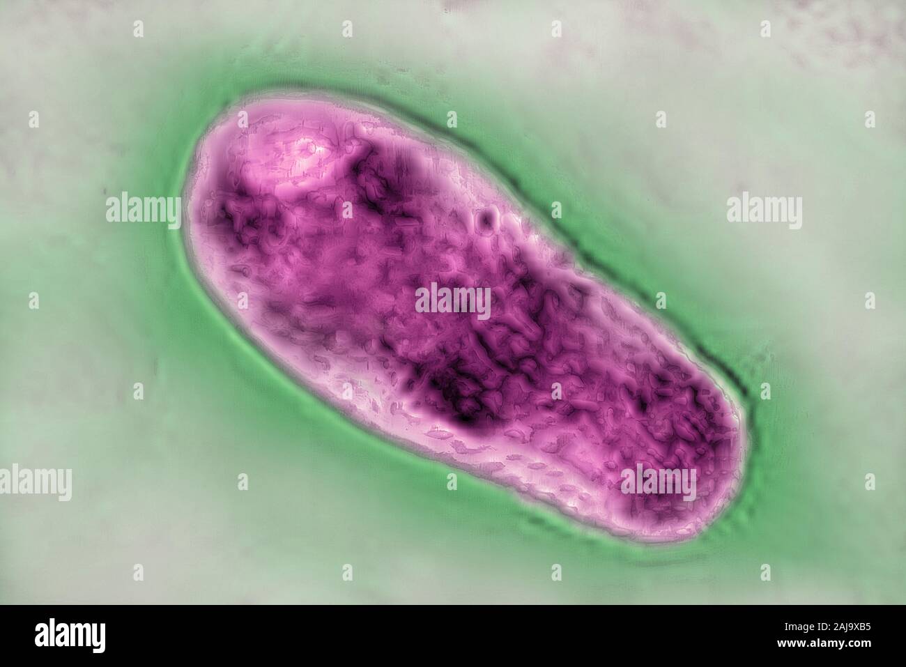 Brucella bacteria hi-res stock photography and images - Alamy