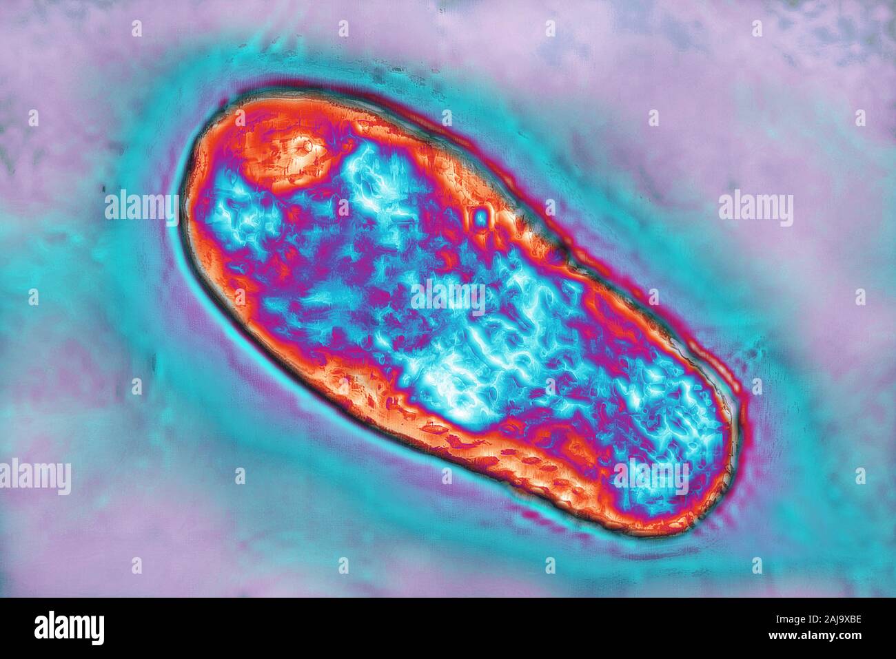 Brucella High Resolution Stock Photography and Images - Alamy