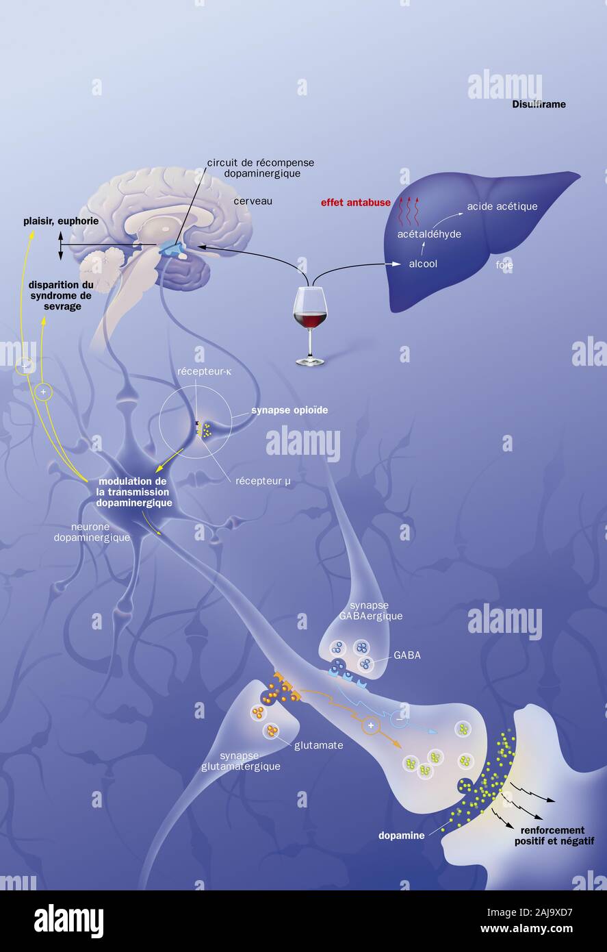 Neural pathway hi-res stock photography and images - Alamy
