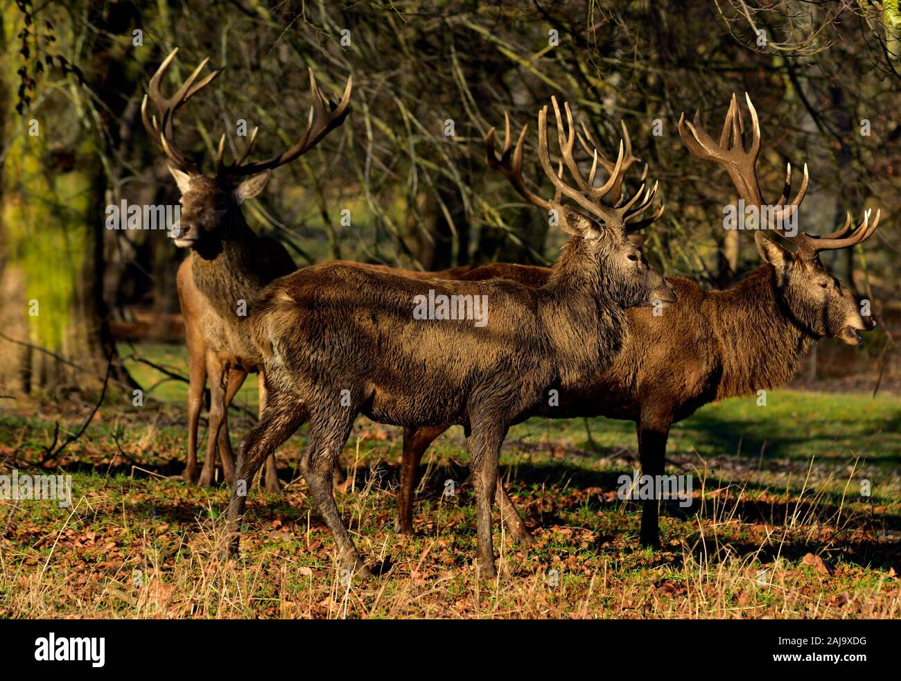 Red deer stag england hi-res stock photography and images - Alamy
