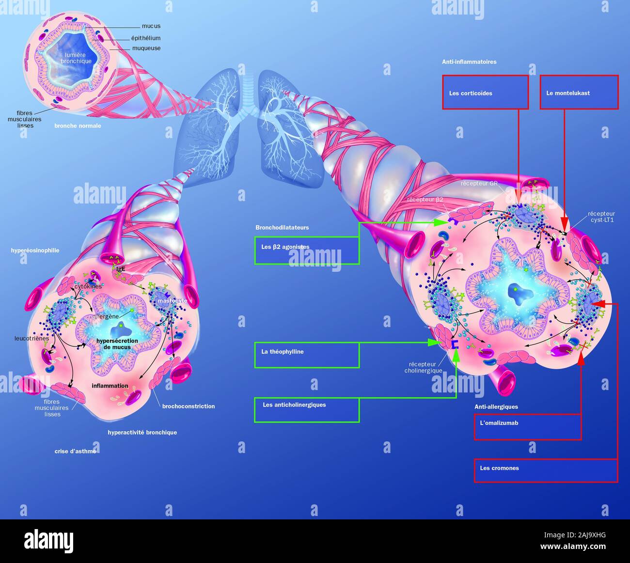 Mast Cell Histology Diagram