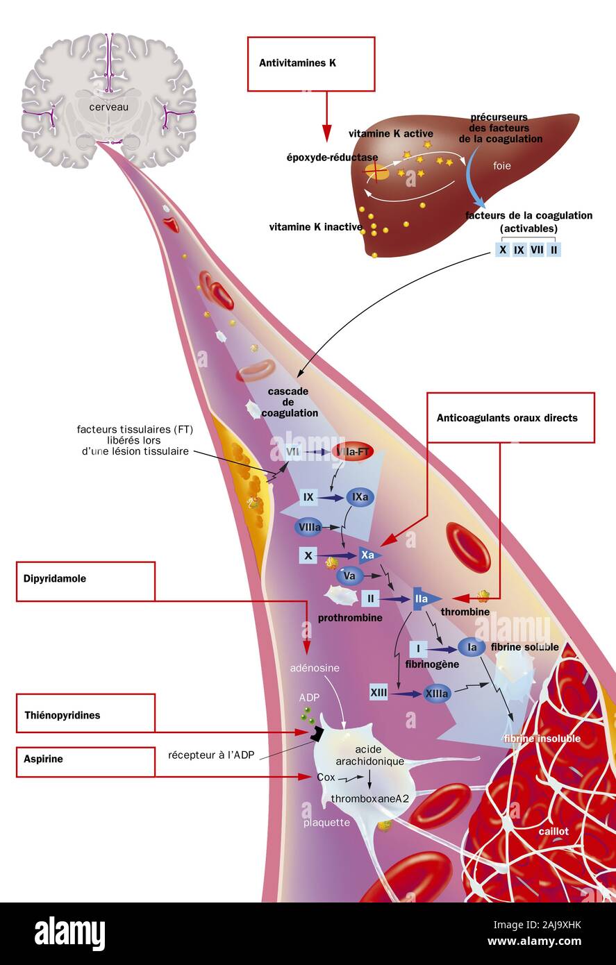 Coagulation factor hi-res stock photography and images - Alamy