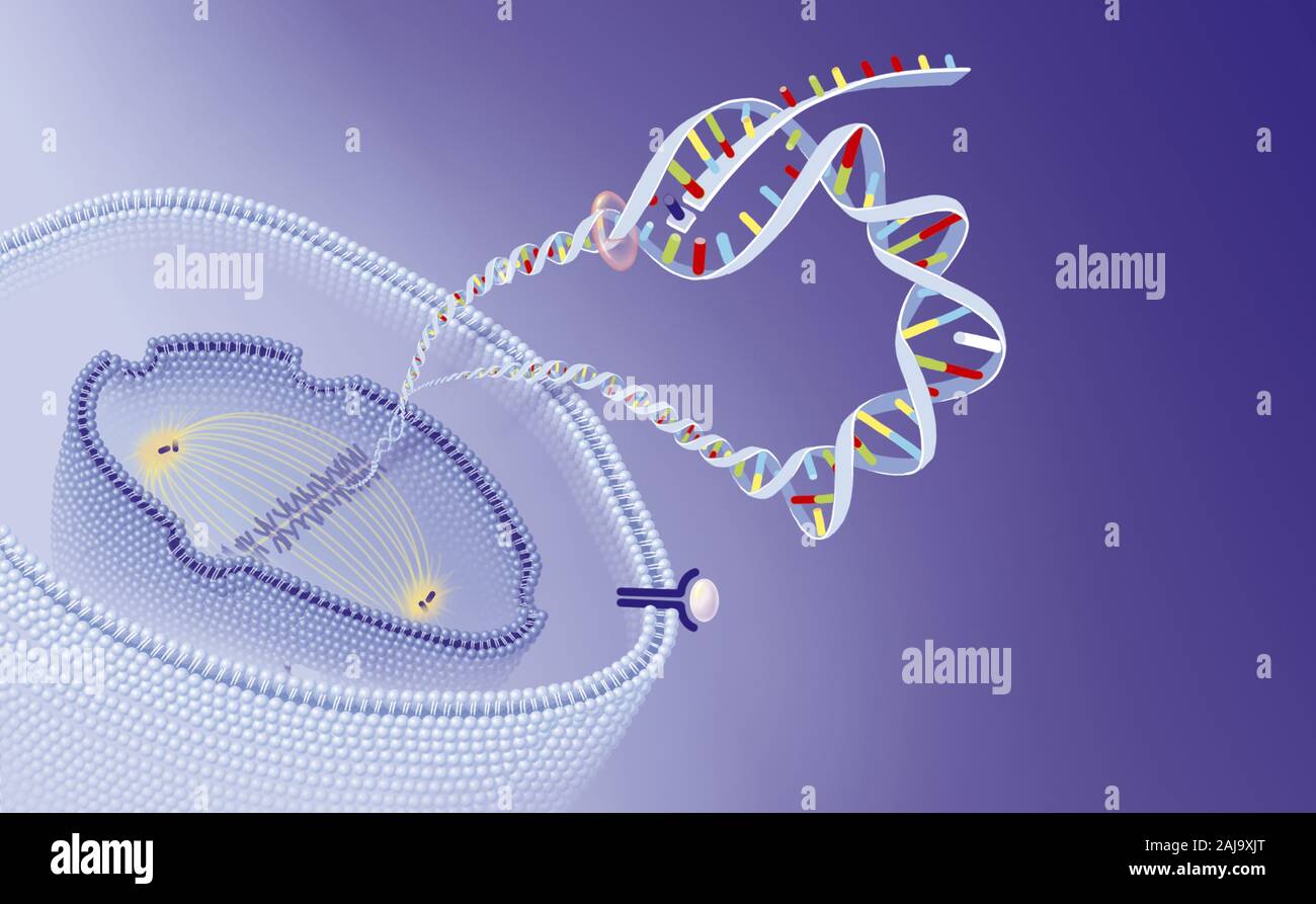 Spindle apparatus biology hi-res stock photography and images - Alamy