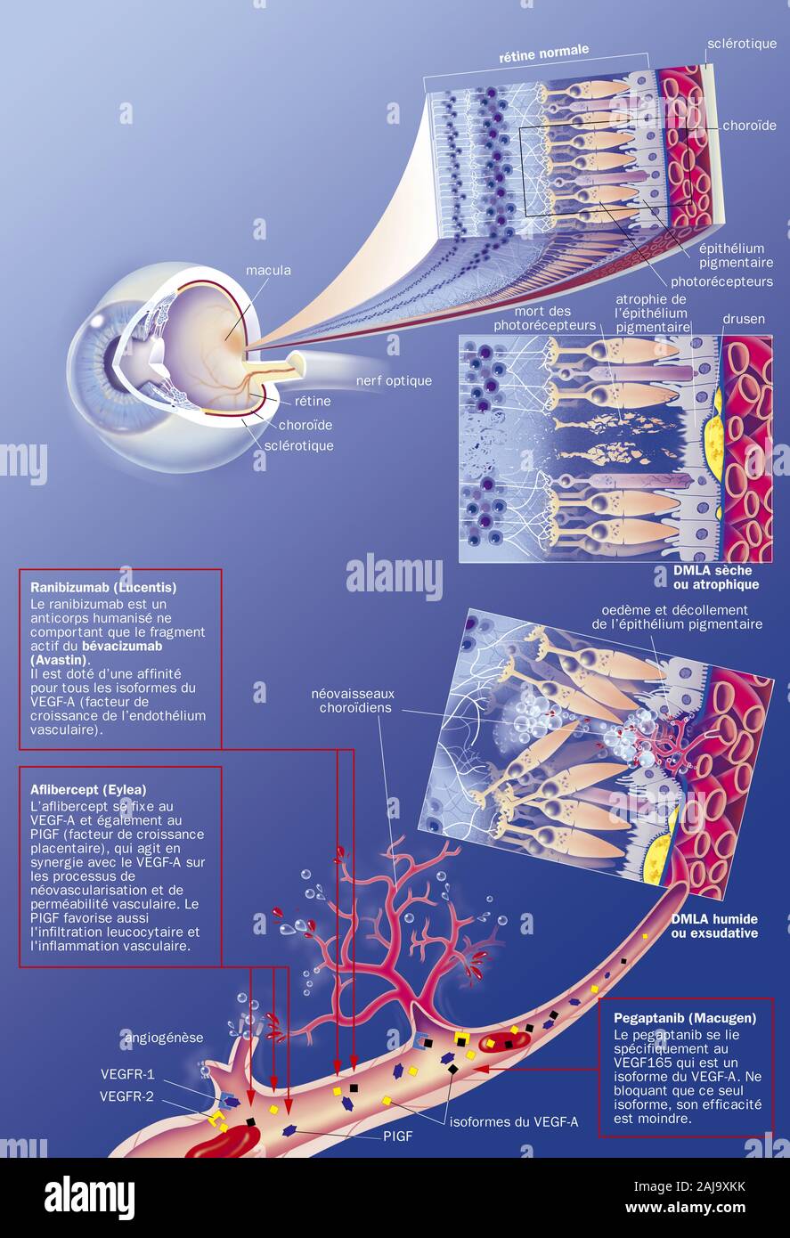 Retinal circulation hi-res stock photography and images - Alamy