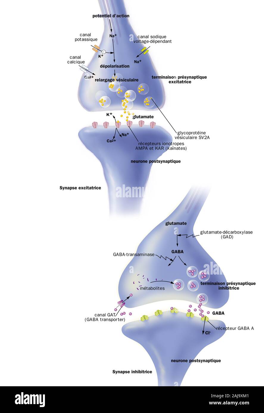 Potassium ion channel hi-res stock photography and images - Alamy