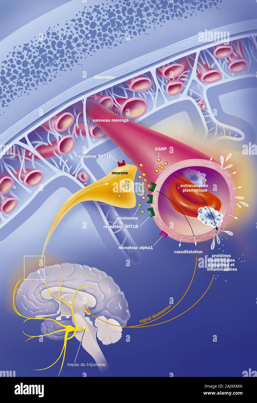 Vascular nerves hi-res stock photography and images - Alamy