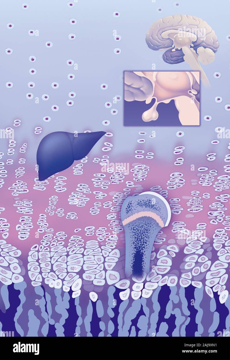 Sites of action of drugs in stunting. The growth hormones (GH-RH ...