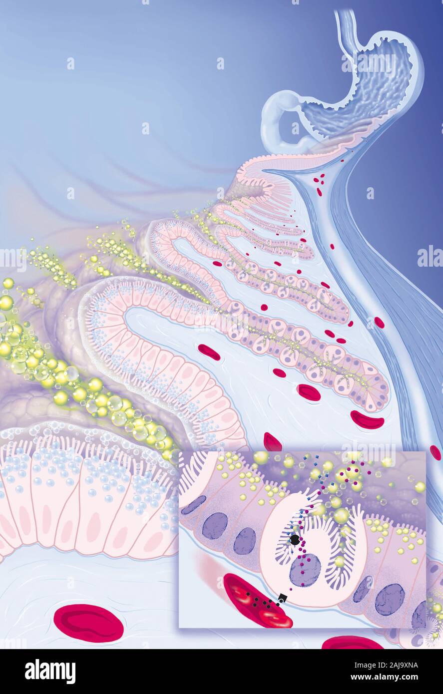 Gastro intestinal tract hi-res stock photography and images - Alamy