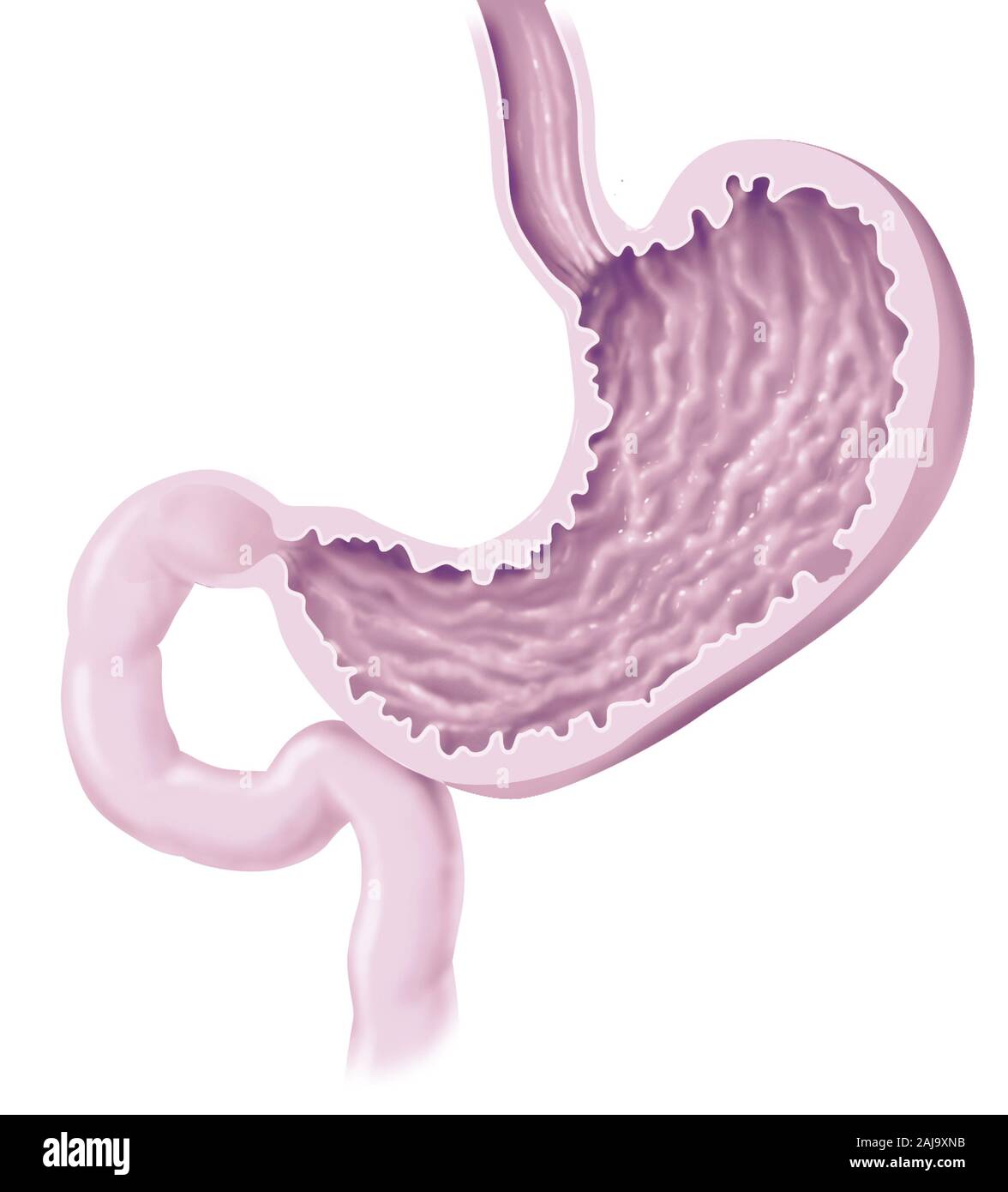 Pyloric Sphincter High Resolution Stock Photography and Images - Alamy