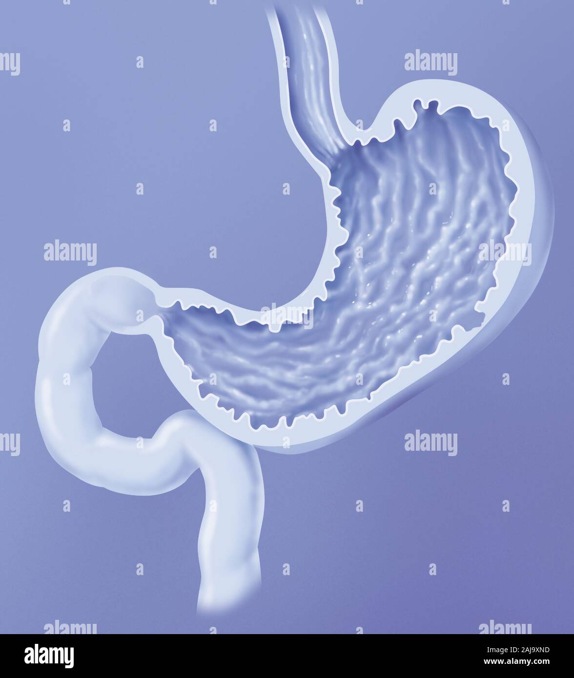 Pyloric Sphincter High Resolution Stock Photography and Images - Alamy