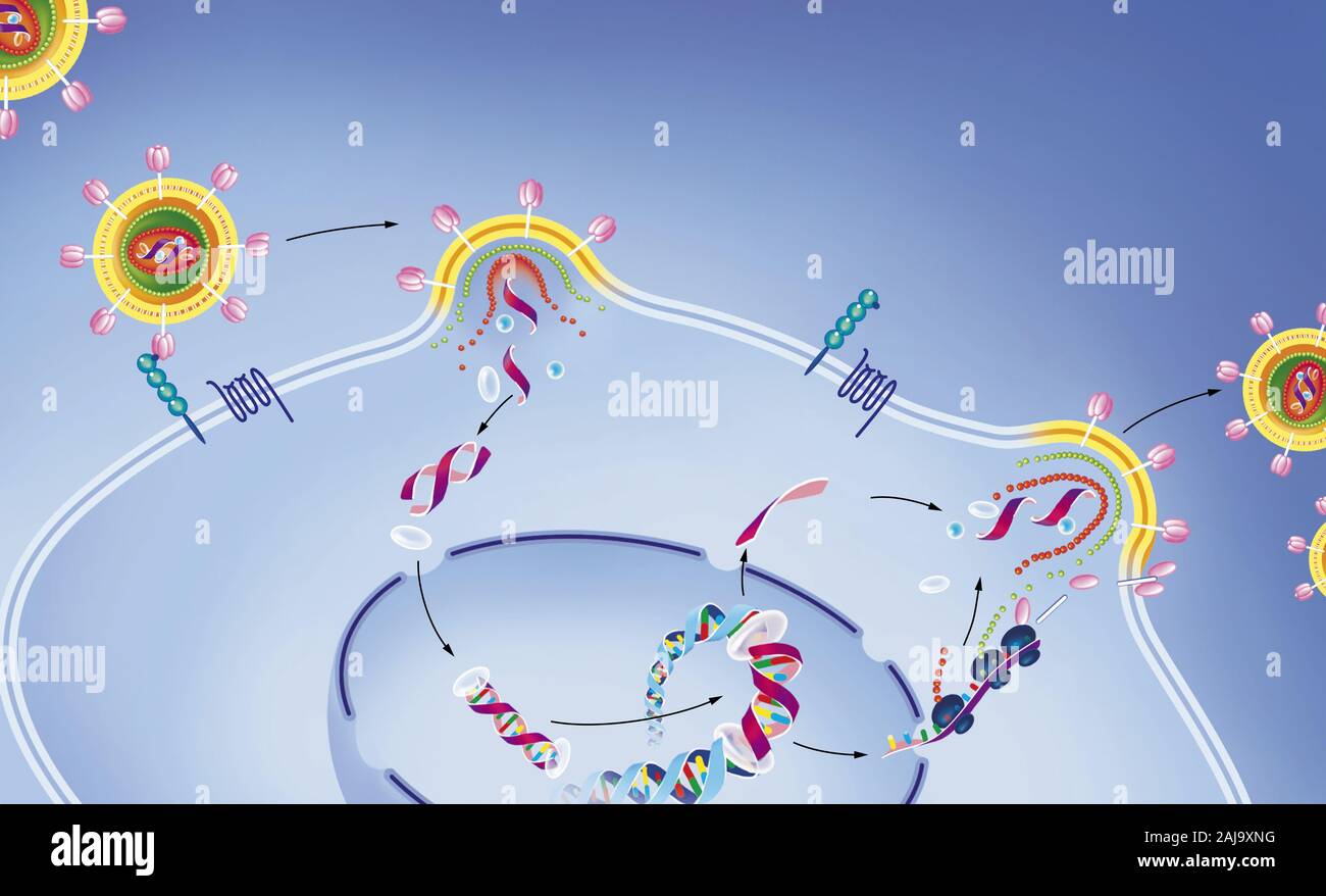 Cd4 t and hiv hi-res stock photography and images - Alamy