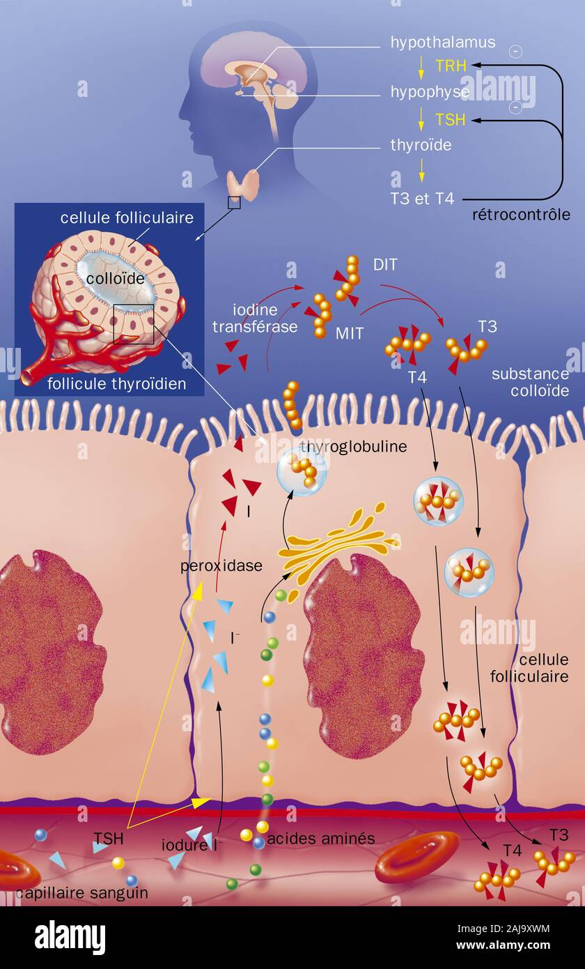 Hyperthyroidism hi-res stock photography and images - Alamy