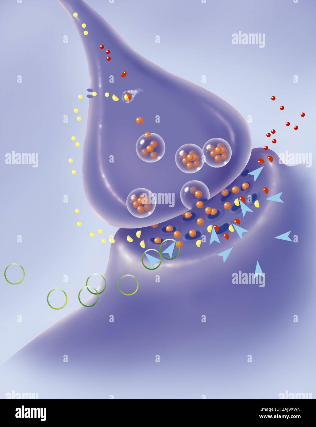 Neuro system hi-res stock photography and images - Alamy