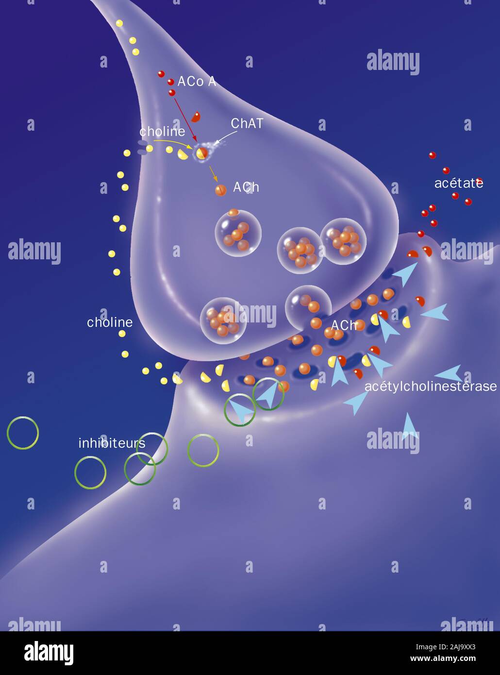 Alzheimers neurodegenerative disease dementia hi-res stock photography ...