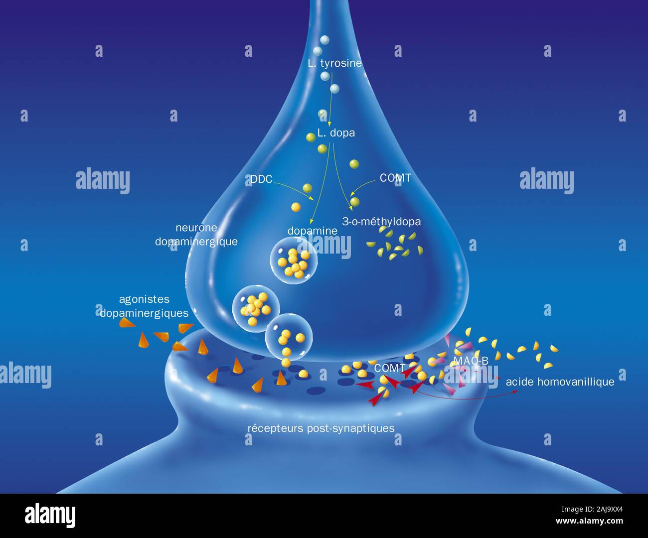 Dopaminergic neuron, parkinson's Stock Photo - Alamy