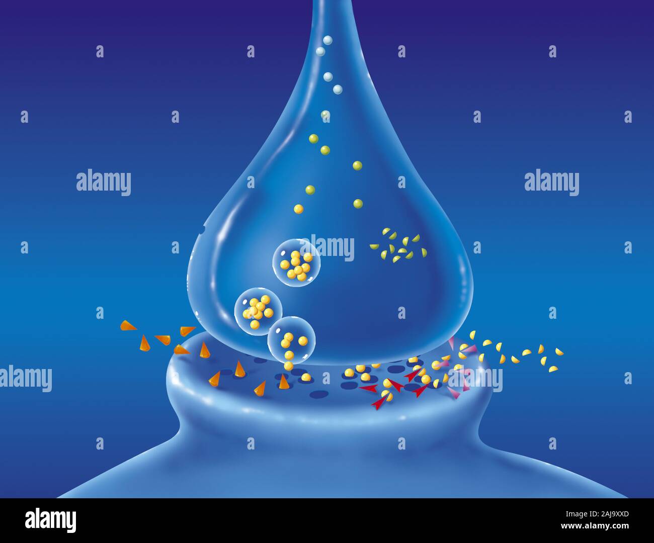 Dopaminergic neuron hi-res stock photography and images - Alamy