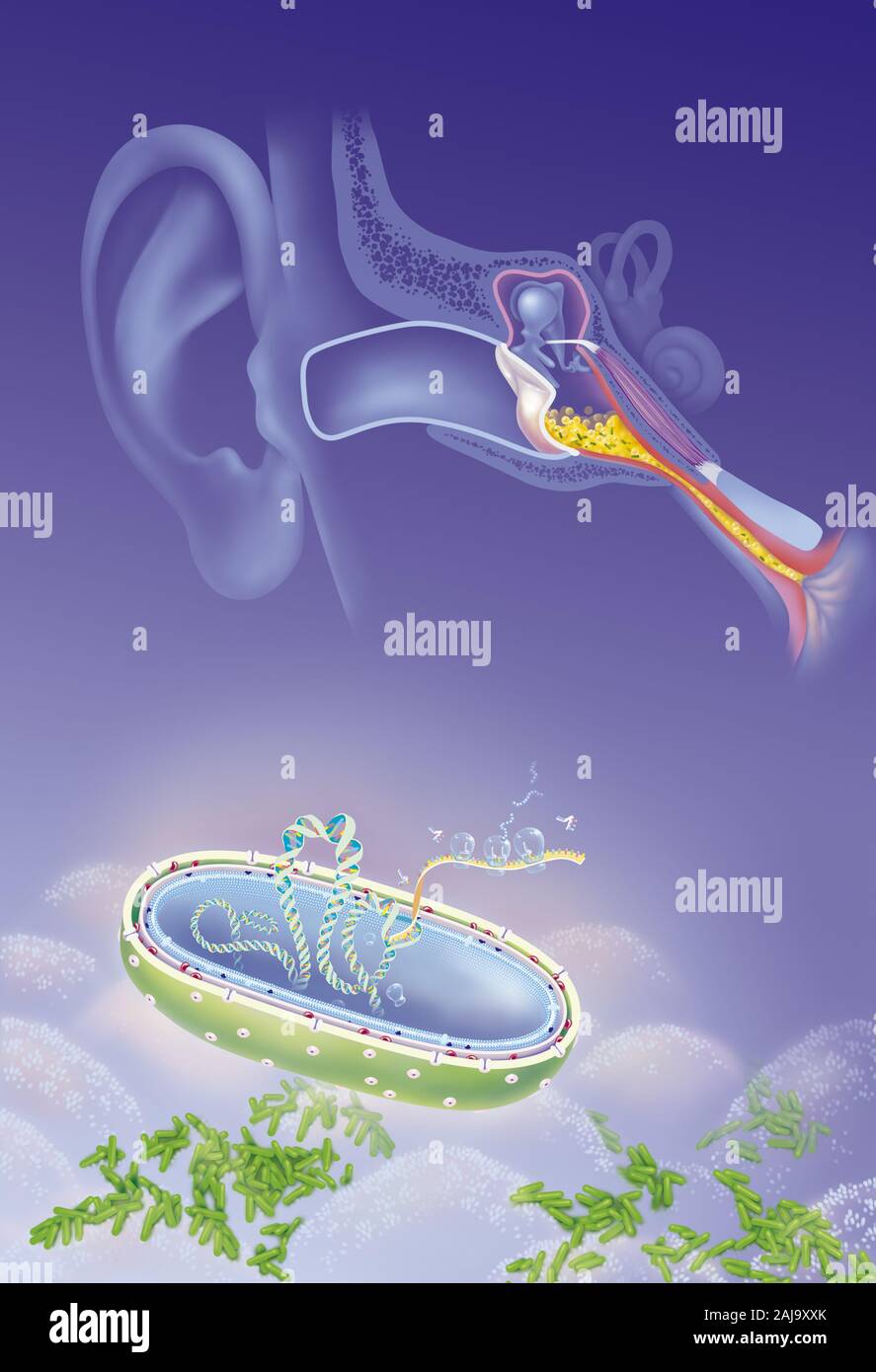 Otitis media eardrum hi-res stock photography and images - Alamy