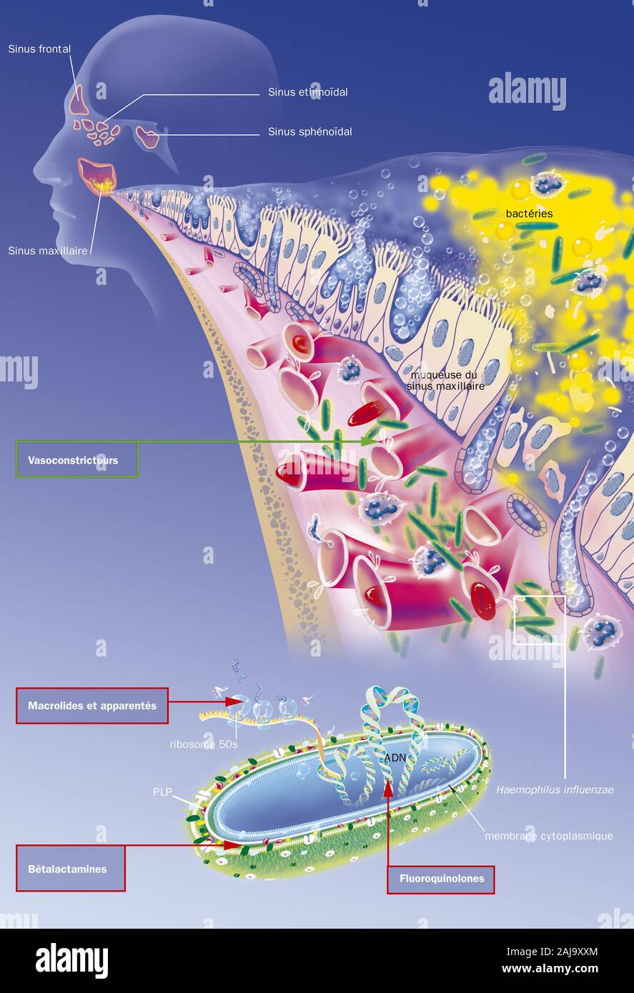 Sinusite hi-res stock photography and images - Alamy