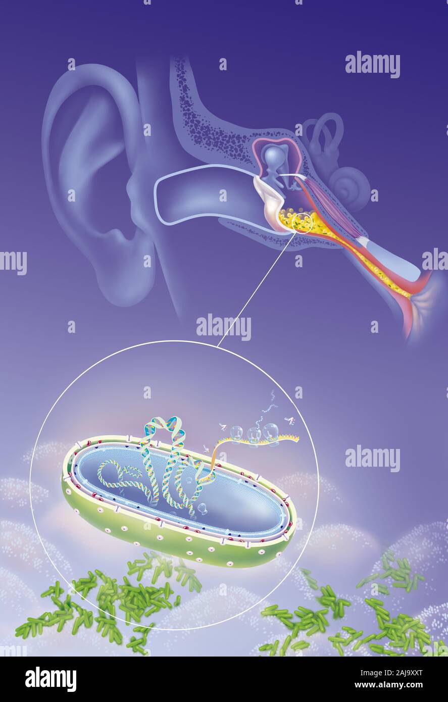 Acute otitis media ear hi-res stock photography and images - Alamy