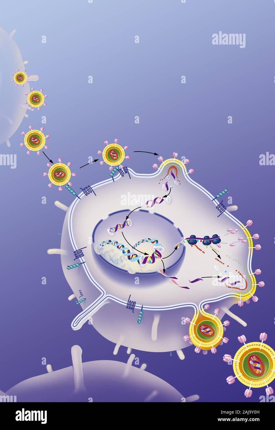 HIV replication cycle in the host cell, antiretrovirals. In the upper ...