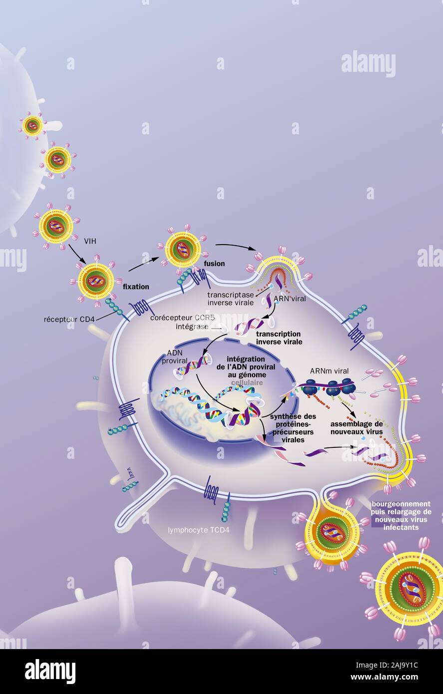 HIV replication cycle in the host cell, antiretrovirals. In the upper ...