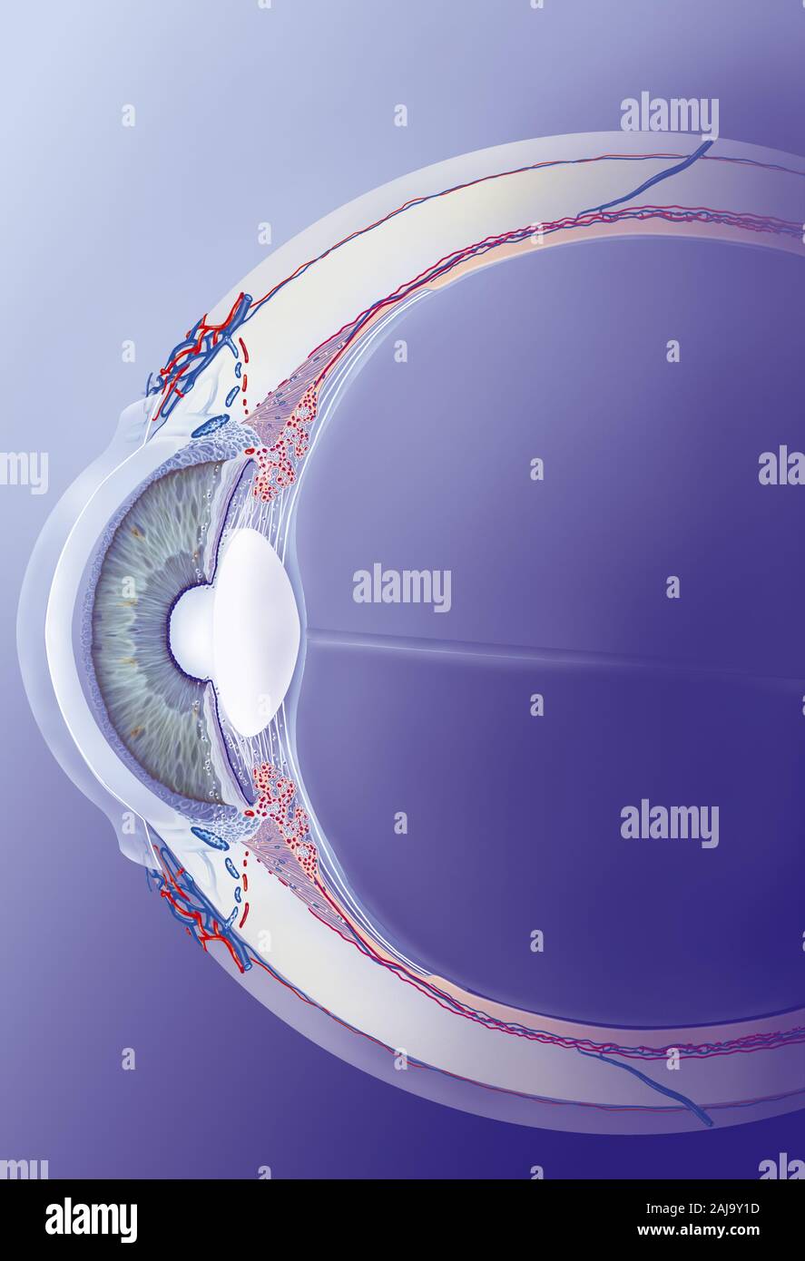 Schlemm canal detail eye catch, trabeculum, aqueous humor. Section of ...