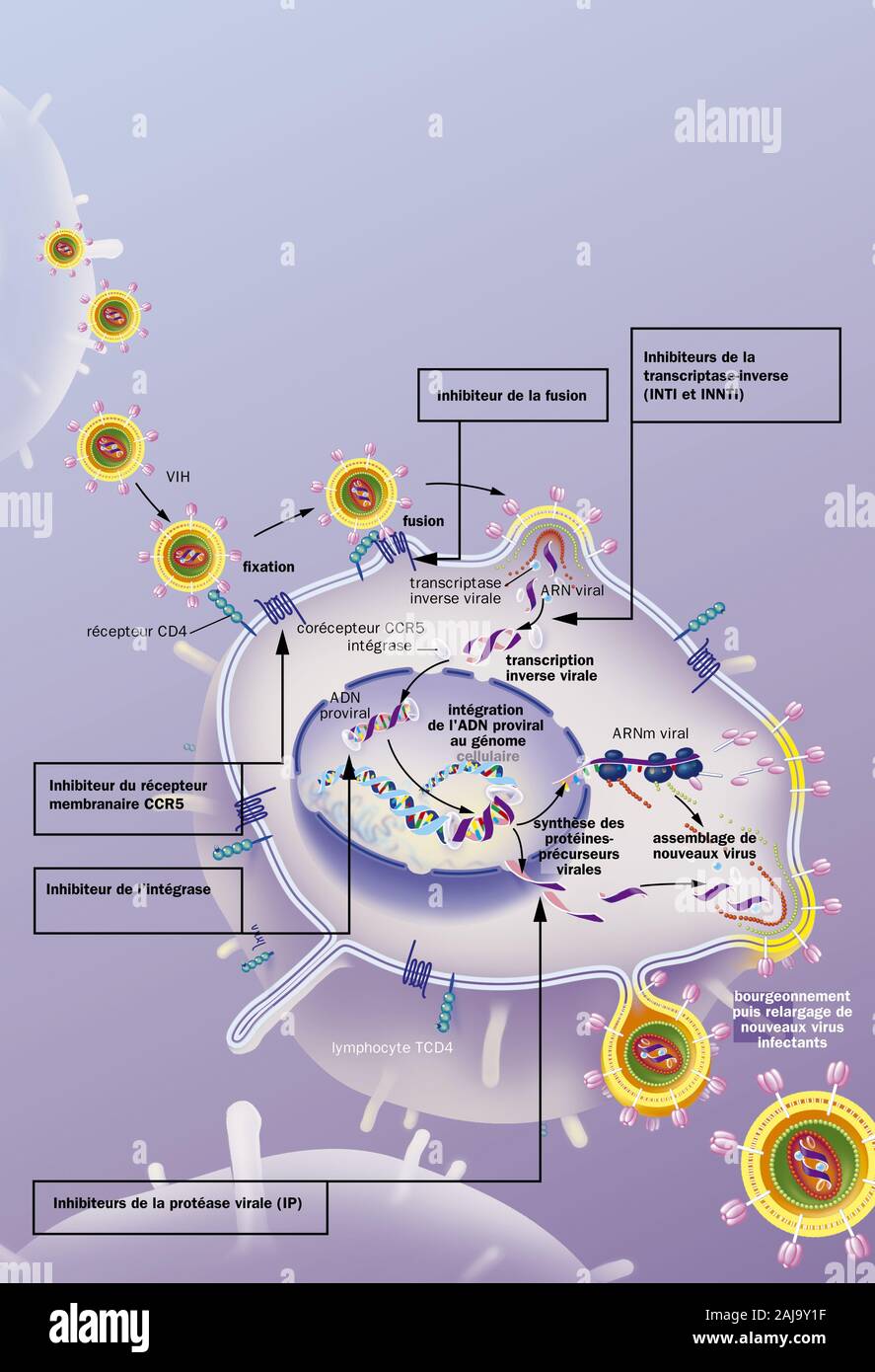 Lymphocyte Hiv High Resolution Stock Photography and Images - Alamy