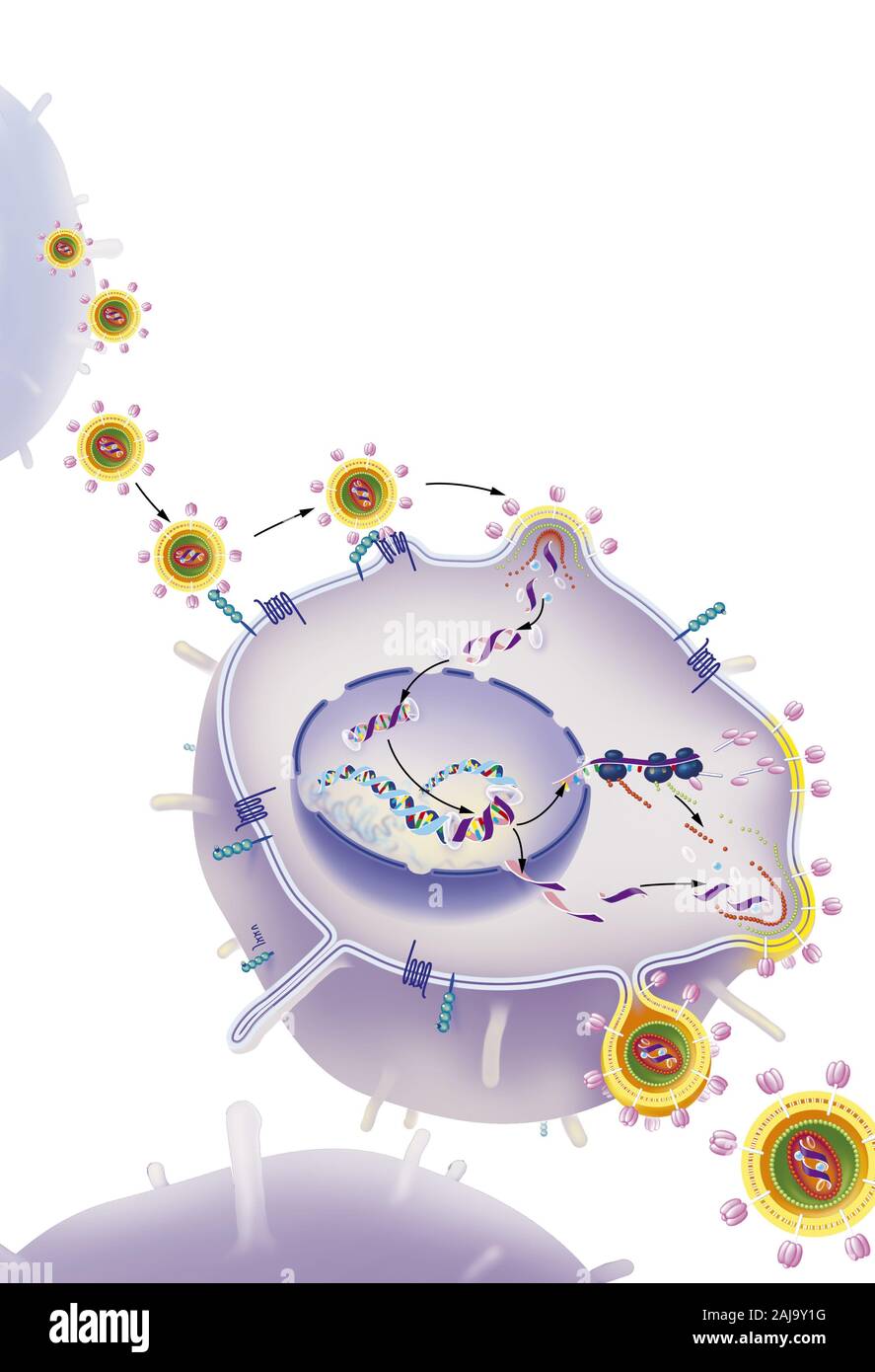 HIV replication cycle in the host cell, antiretrovirals. In the upper ...