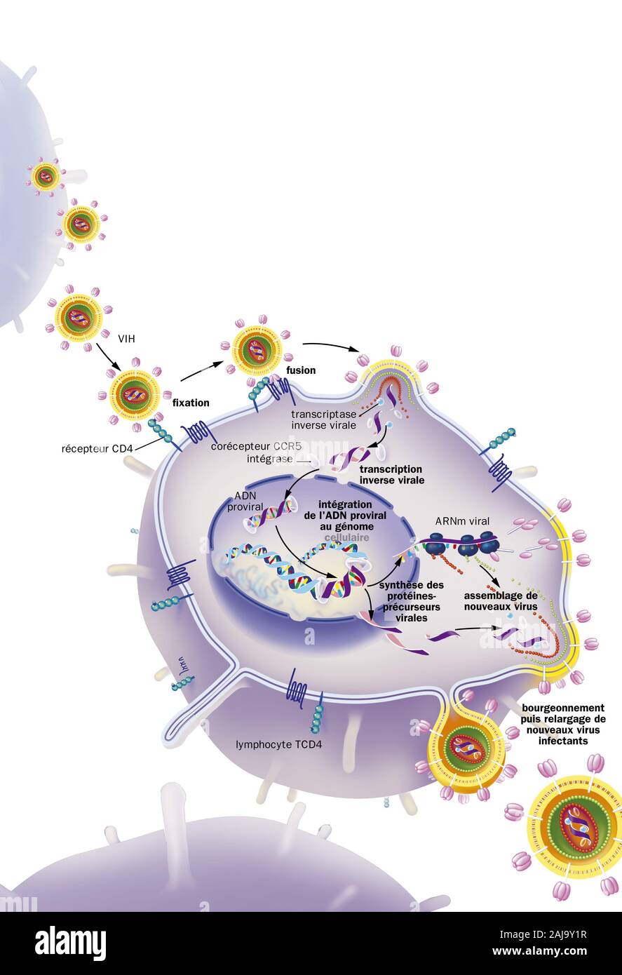 Tcd4 lymphocyte hi-res stock photography and images - Alamy