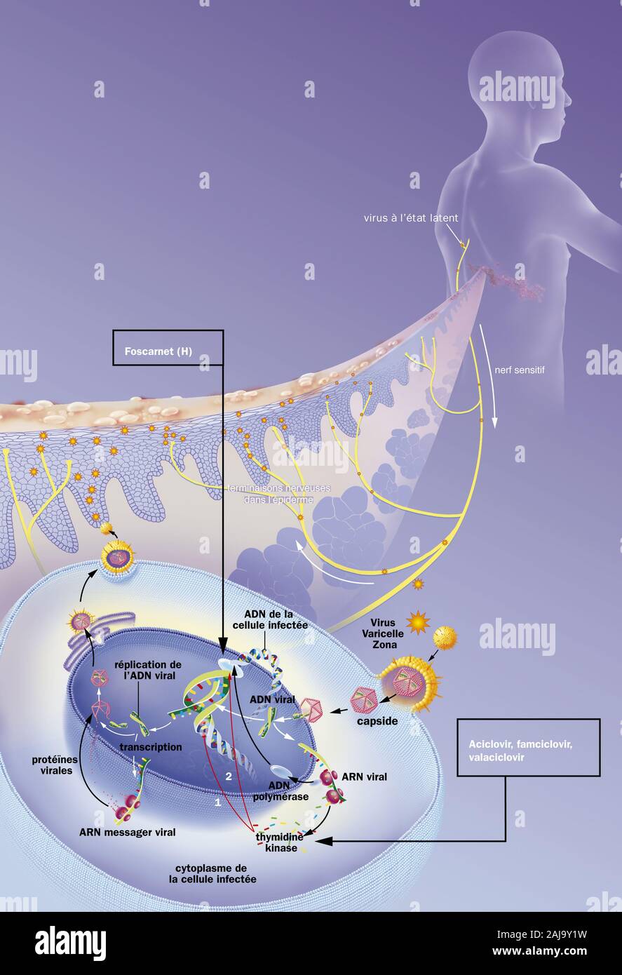 Sensory nerve conveying VZV, skin cutting, viral replication ...